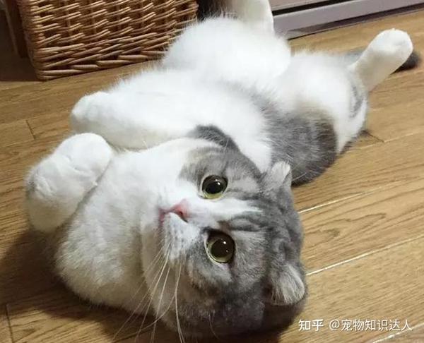 猫咪肚子别乱摸，它露肚子的意思，不是让你摸它！ 知乎
