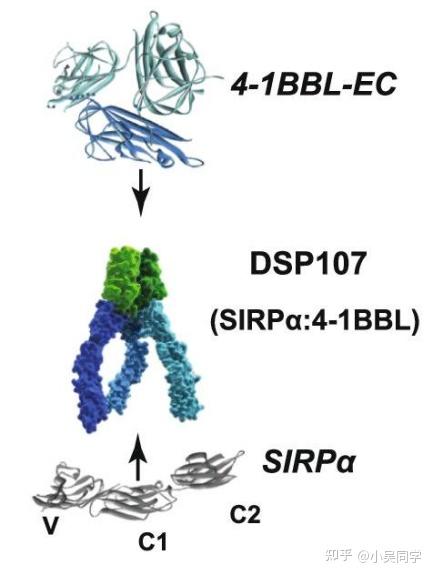 T细胞共刺激靶标：4-1BB - 知乎