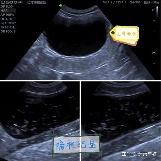猫不爱喝水怎么办?10个小方法让猫多喝水! 知乎
