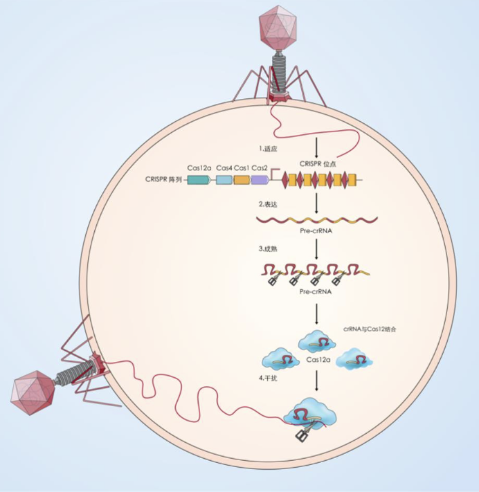 【干货分享】CRISPR/Cas系统原理及Cas9与Cas12a区别 - 知乎