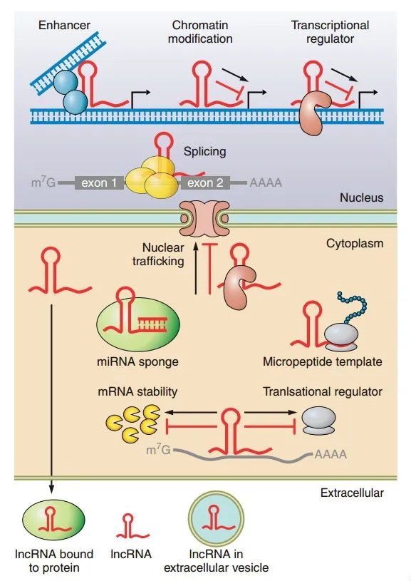 非编码RNA | LncRNA在植物中的研究进展 - 知乎