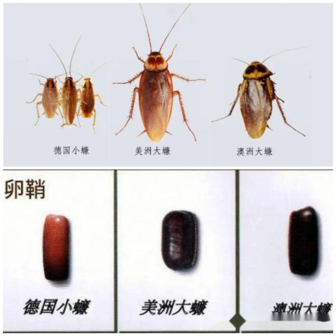 恶心的蟑螂为什么难消灭？ - 知乎