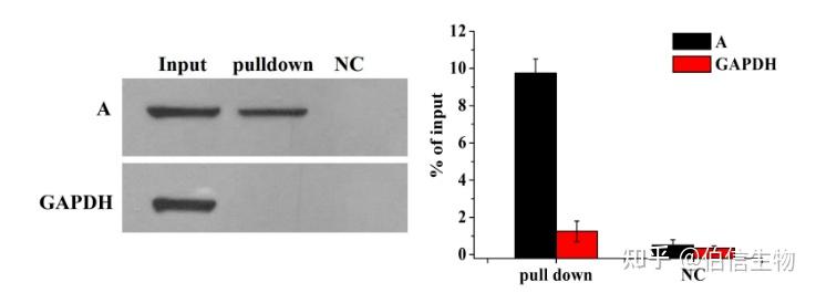 RNA pulldown 实验疑问解答 - 知乎