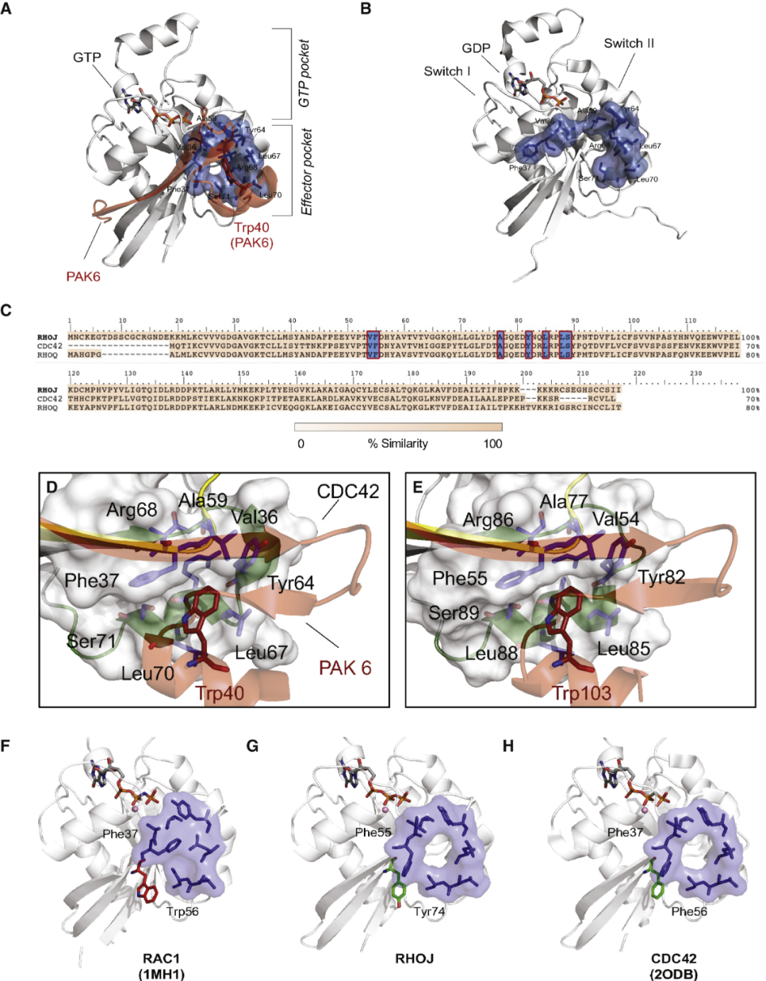Cell Reports|CDC42相关靶点显示出良好的抗癌活性 - 知乎