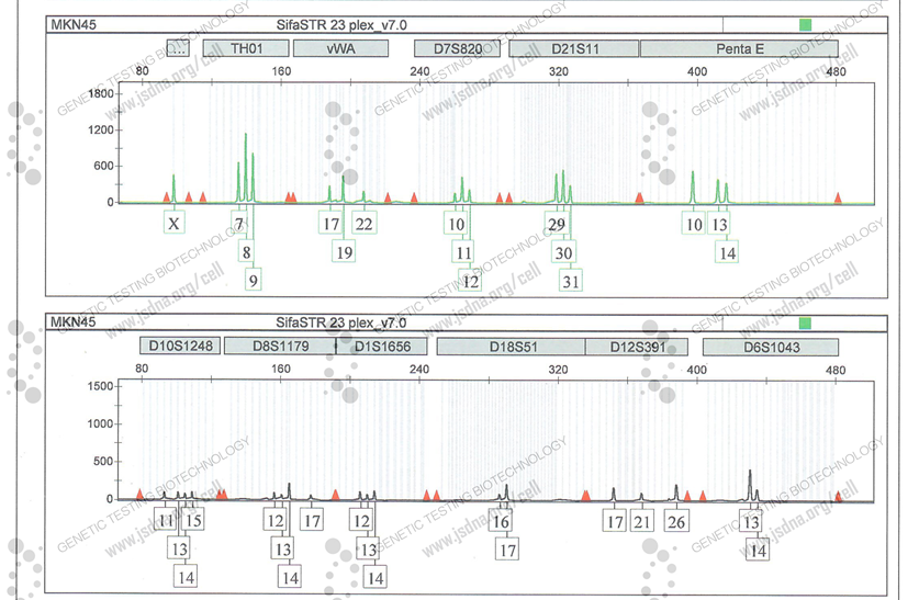 细胞系STR鉴定（Cell Line STR Authentication）的八大误区 - 知乎