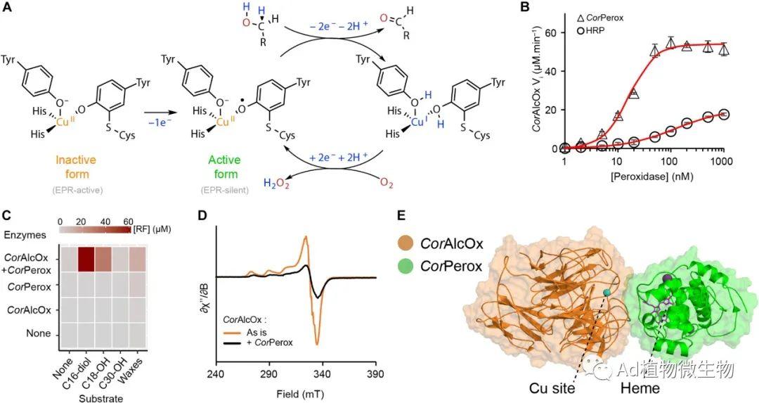 Science Advances | 研究揭示病原真菌侵染植物的新机制！ - 知乎