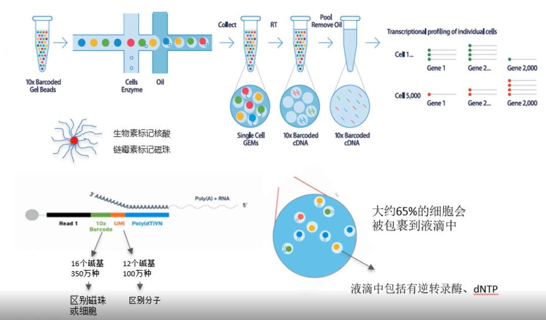 单细胞测序技术综述 - 知乎