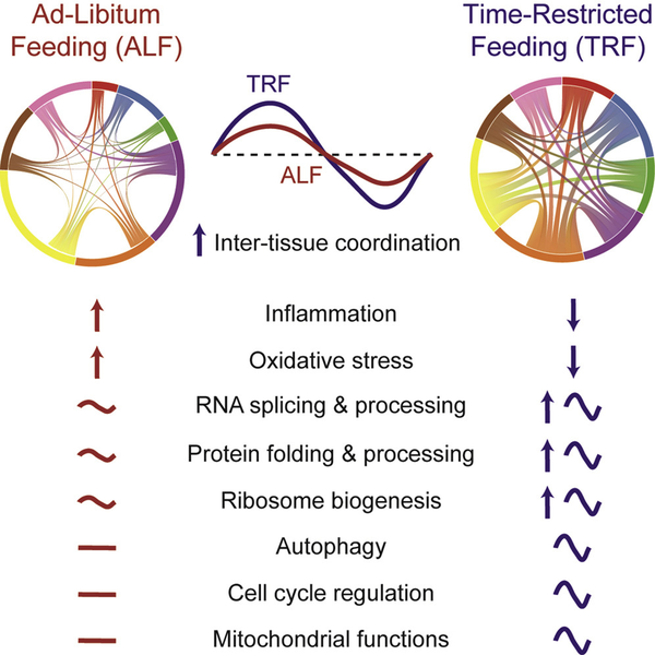 Cell Metabolism | 限时进食重塑基因表达 - 知乎