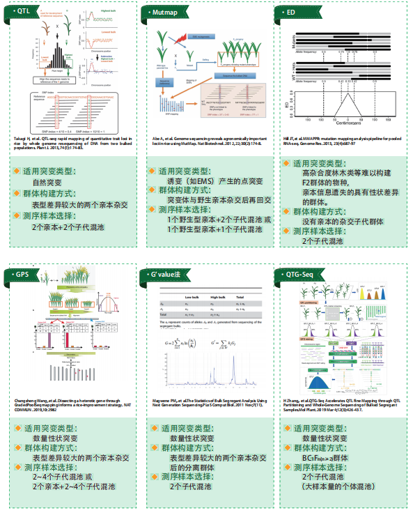 BSA研究方案——如何从容不迫的进行性状定位 - 知乎