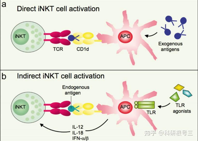 iNKT细胞概述：标志物、发育、激活、肿瘤治疗 - 知乎