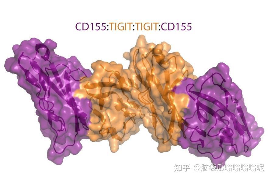 TIGIT靶点调研 - 知乎