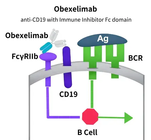 Bio-Share | 双特异性抗体在自身免疫治疗中的潜力与进展 - 知乎