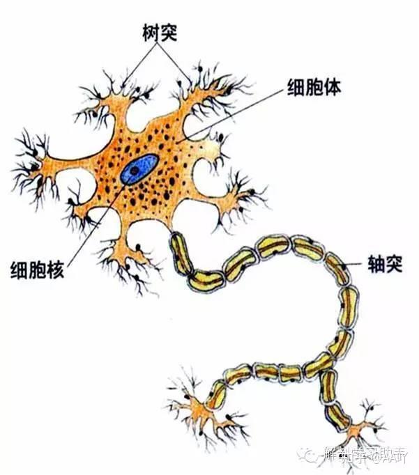 基本组织—神经组织知识分享（转载保存） - 知乎