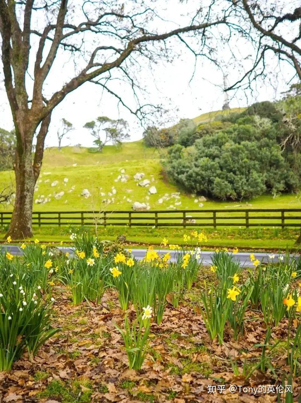 英文诗歌赏析—I Wandered Lonely as a Cloud - 知乎