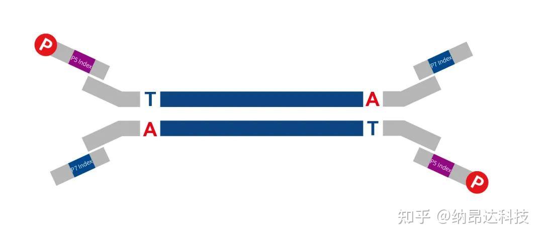 Illumina or MGI？双平台通用接头即将重磅推出！ - 知乎