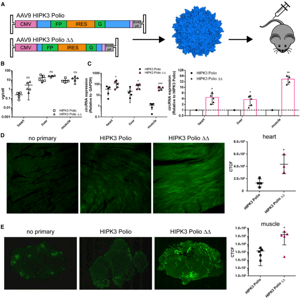 AAV/Lentivirus介导circRNA过表达及干扰 - 知乎