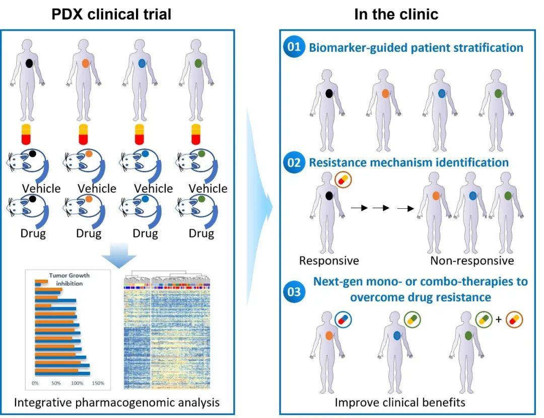 PDX模型在抗肿瘤药物研发中的拓展应用 - 知乎