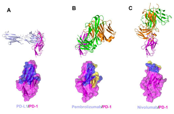 PD-1/PD-L1抗体作用机制的结构基础 - 知乎