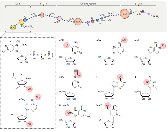 RNA m6A位点预测 - 知乎