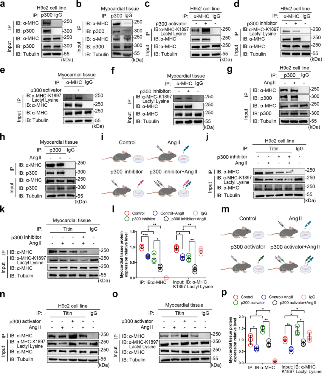 Cell Res | 乳酸化修饰组学揭示心力衰竭新机制及潜在治疗靶点 - 知乎