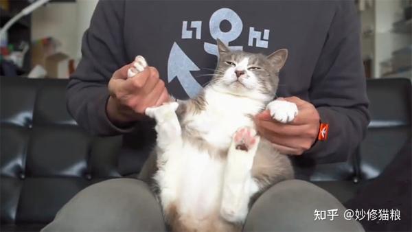 养猫久了才明白，猫咪不让摸爪子，原来它是这么想的 知乎