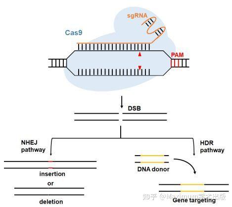 梁振昌课题组综述葡萄CRISPR/Cas9基因编辑研究进展及未来展望 - 知乎