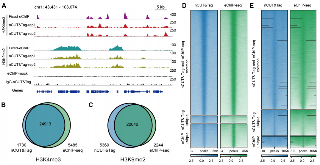 解析表观遗传学的工具——CUT&Tag - 知乎
