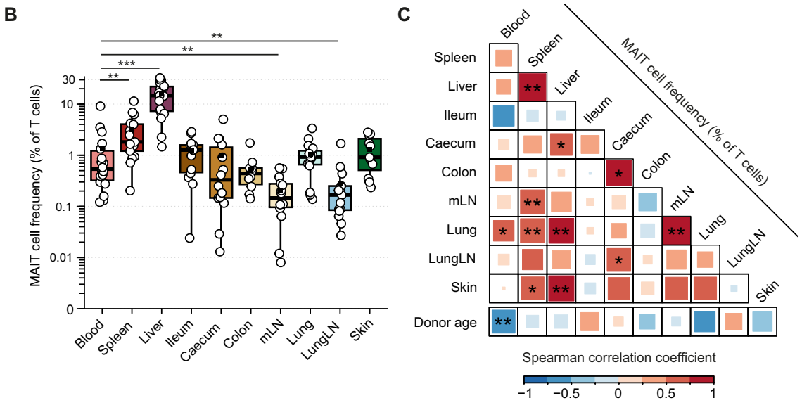 小众细胞｜单细胞测序揭开MAIT细胞的“神秘面纱” - 知乎