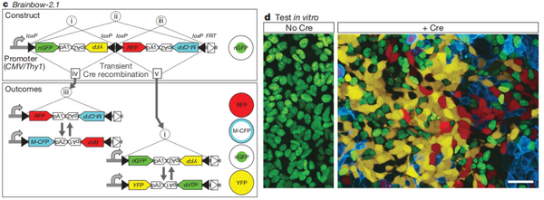 BrainBow | 告别“黑白”时代，彩虹般神经元背后的奥秘 - 知乎