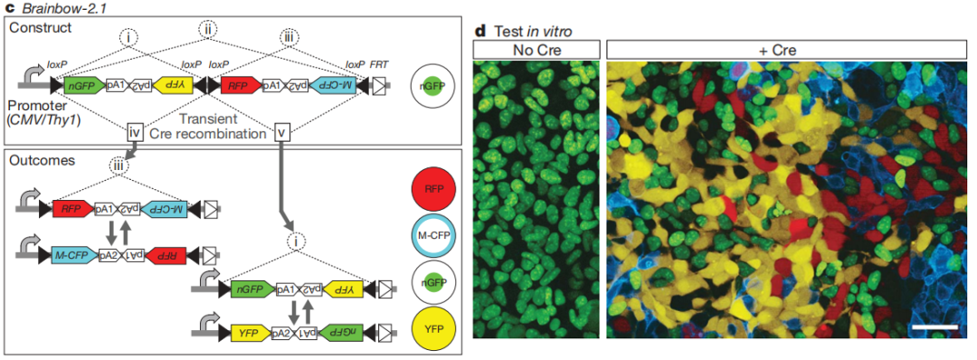 BrainBow | 告别“黑白”时代，彩虹般神经元背后的奥秘 - 知乎