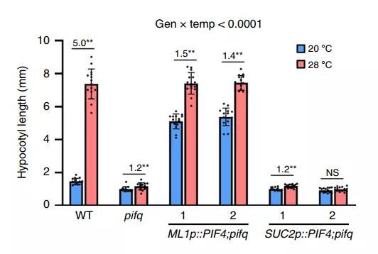 Nature Commun | 基因在哪里表达很关键！表皮中表达PIF4通过生长素途径调控热形态建成 - 知乎