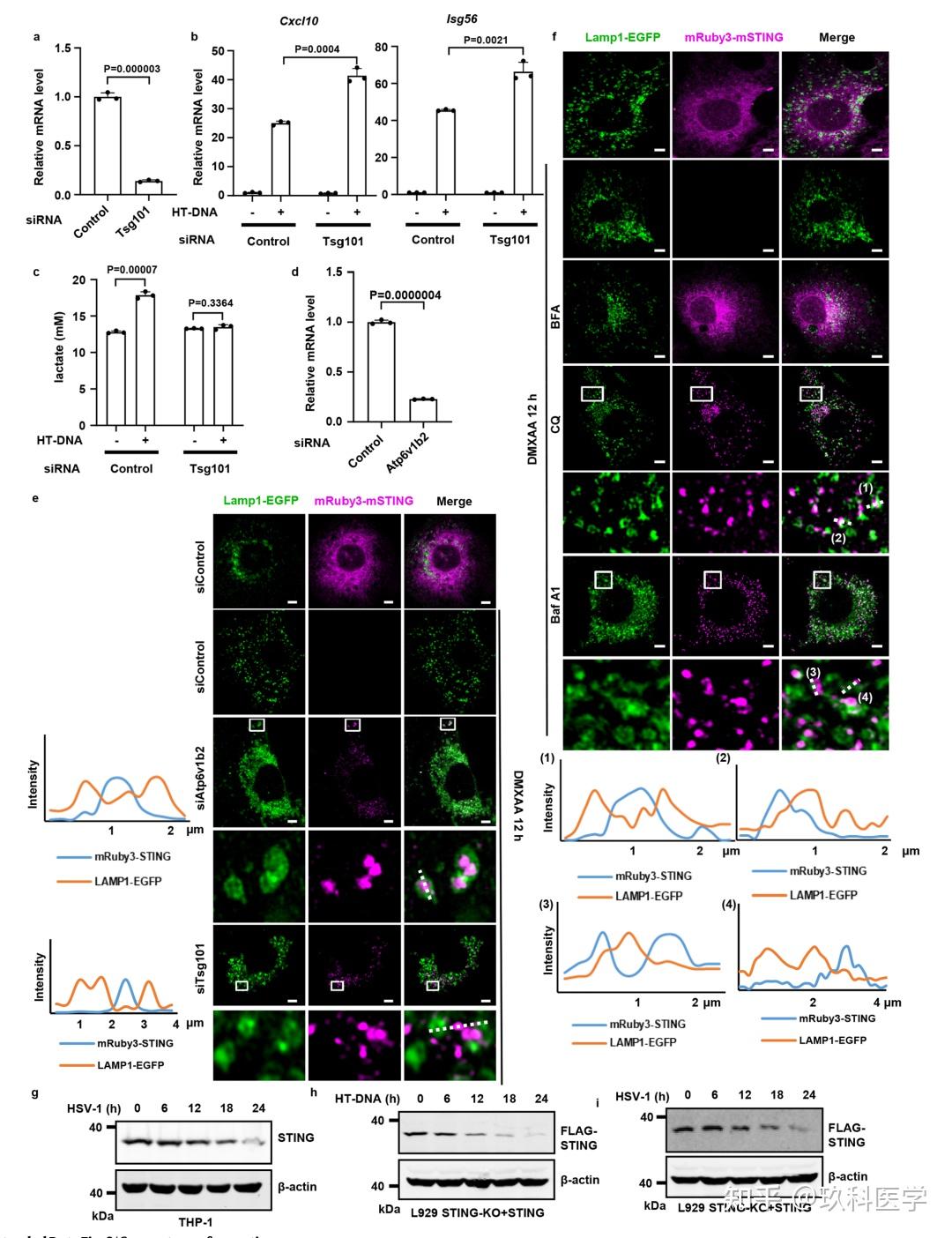 STING通路又登顶刊，看看21.3分的文章如何揭示STING的新功能 - 知乎