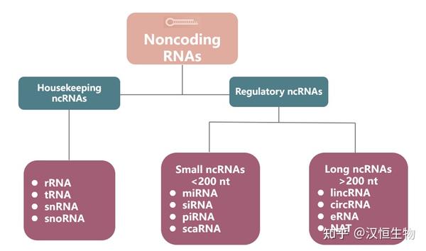 非编码RNA干货 | ncRNA的调控概述 - 知乎