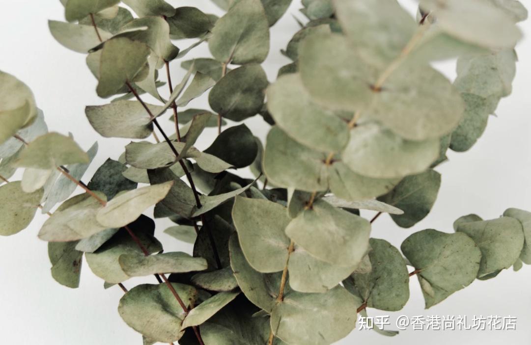 尤加利的一切 - 知乎