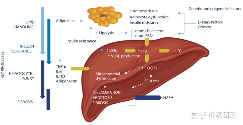 FGF21：NASH领域逆境前行现曙光 - 知乎