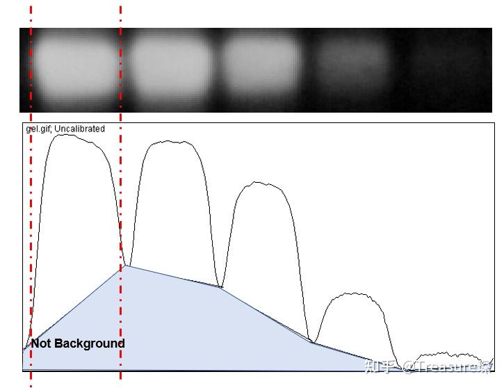 ImageJ实用技巧——Western Blot定量分析深入探究(定量分析篇) - 知乎