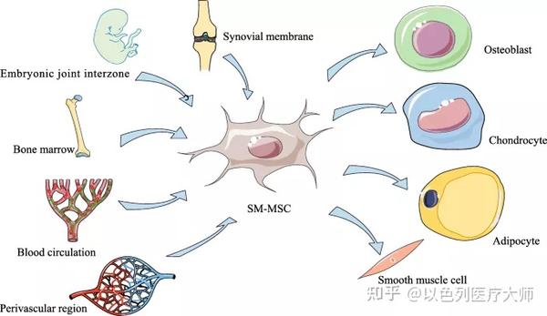 治疗渐冻症的干细胞疗法 NurOwn 在以色列Ichilov Sourasky医院开设生产实验基地，已获得GMP认证 - 知乎