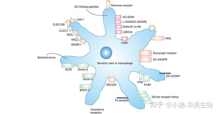Dendritic Cell受体 - 知乎