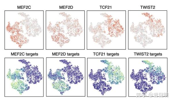 SCENIC转录因子分析结果的解读 - 知乎