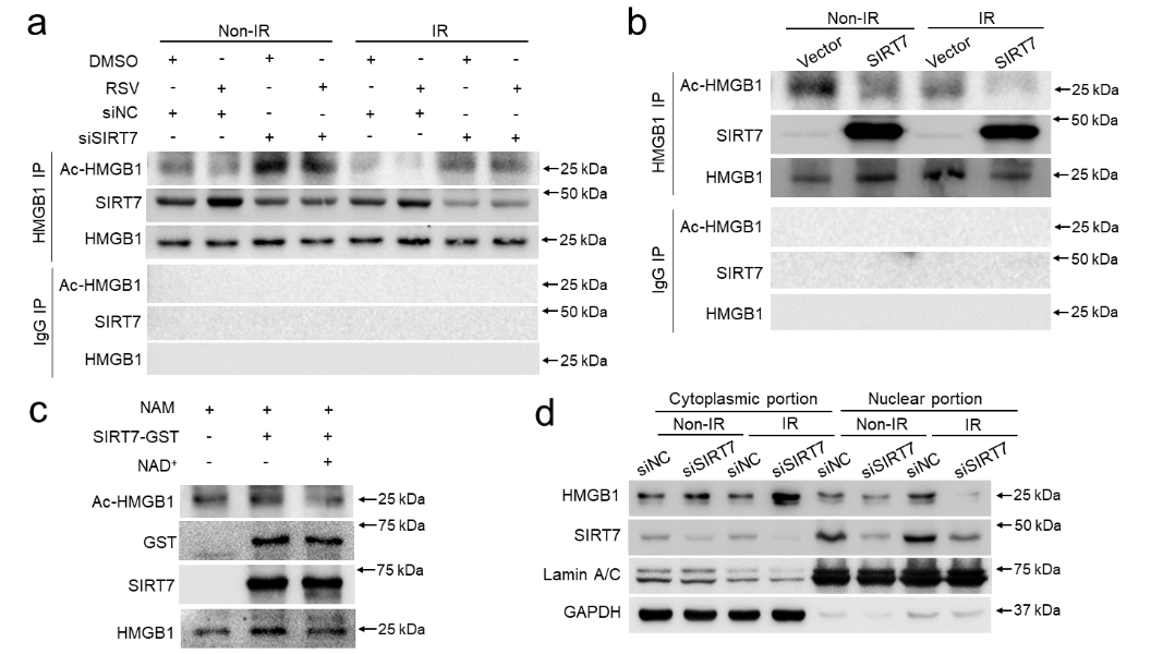 Cell Death Dis︱南方医科大学周良/马骊团队合作揭示白藜芦醇缓解放射性皮肤损伤的分子机制 - 知乎