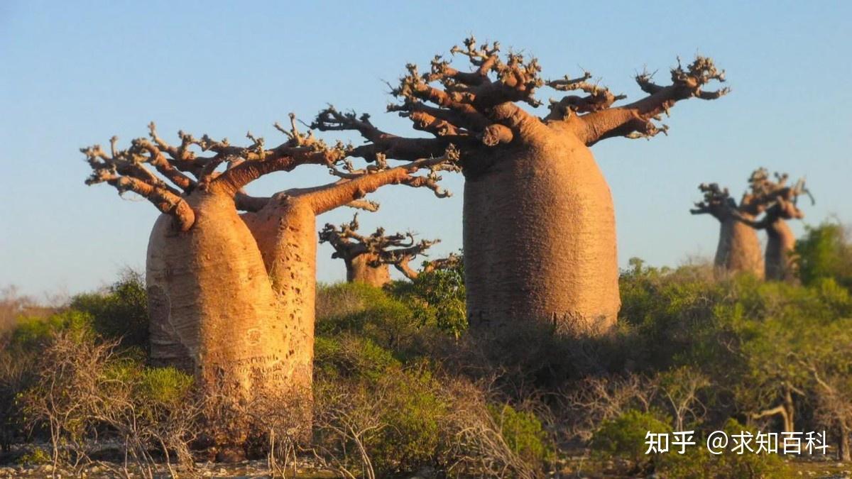 能吃能喝又能住，寿命长达5000年的猴面包树，引进中国却大变样 - 知乎