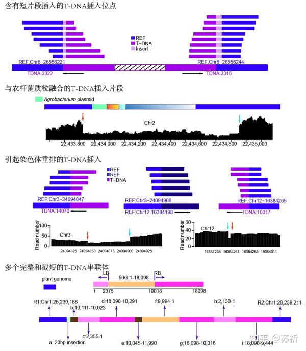 T-LOC：T-DNA插入位点分析 - 知乎