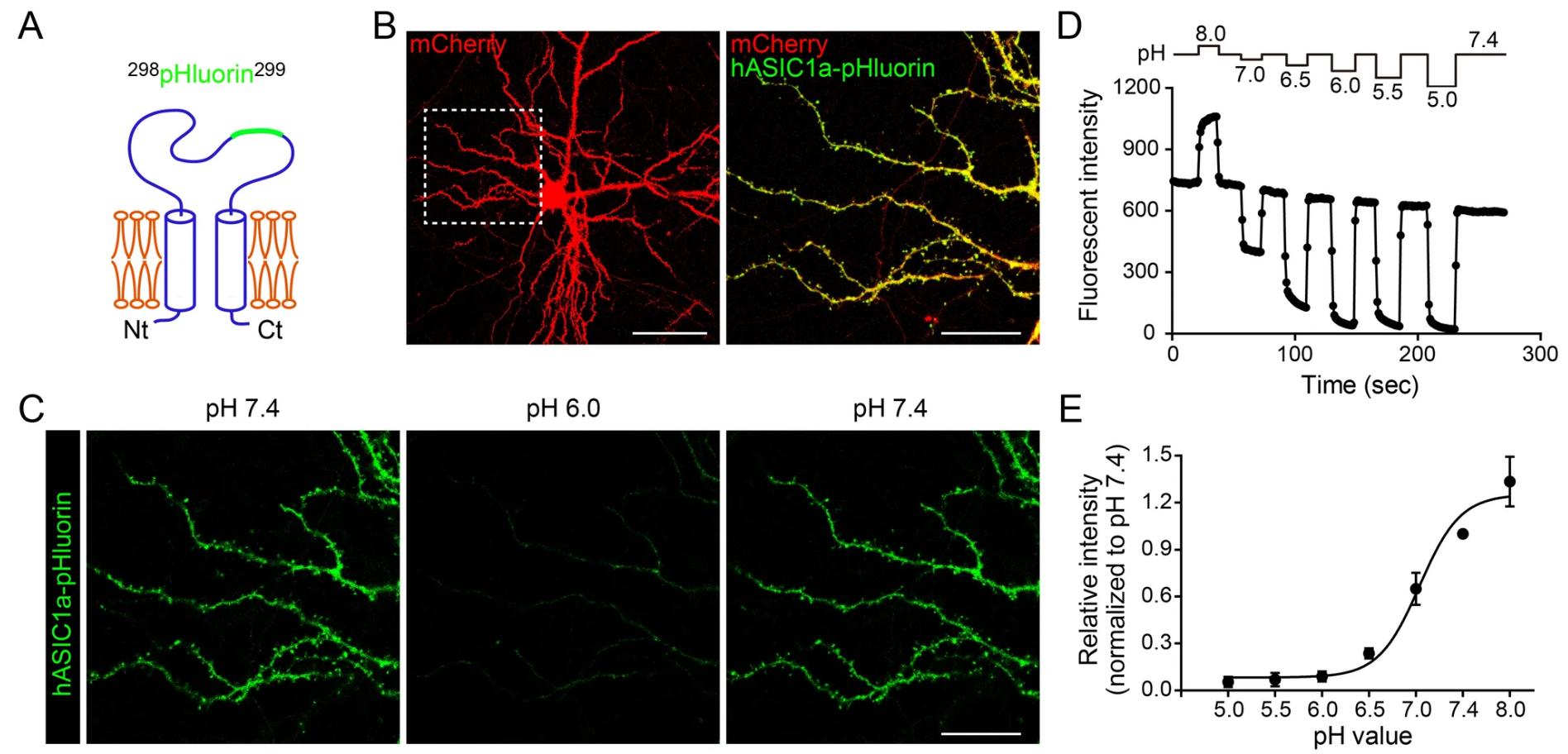 pHluorin：如何可视化受体在突触后膜的表达 - 知乎