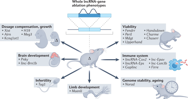 lncRNA 定义、功能、挑战和建议 | Nature Review Molecular Cell Biology - 知乎