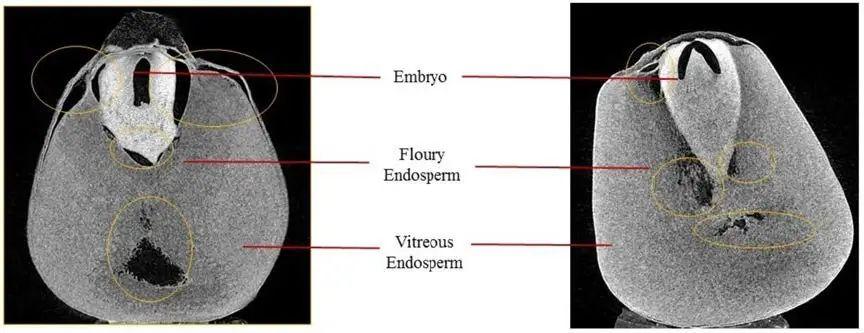 【Simpleware】利用 Micro-CT 技术快速分析玉米籽粒的饱满度特性 - 知乎