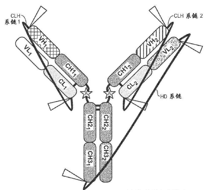 Single chain的魅力：从scFv到scIgG - 知乎