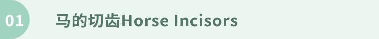 【科普】马牙齿的命名系统-Triadan Tooth Numbering System - 知乎