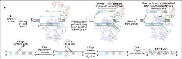 Primer editor 基因编辑服务介绍 - 知乎