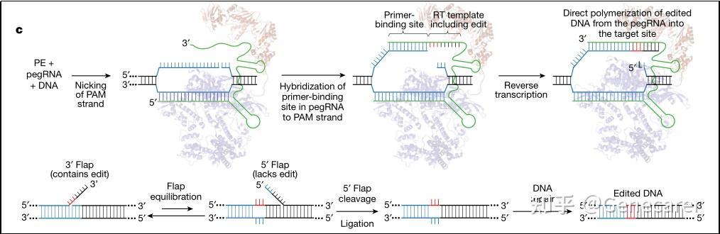 Primer editor 基因编辑服务介绍 - 知乎