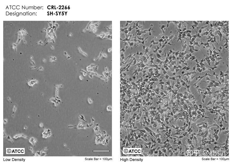 SH-SY5Y细胞培养攻略 - 知乎